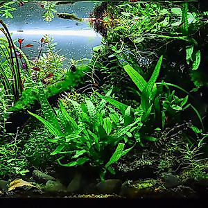 SubstrateSource Java Fern Live Aquarium Plants - Potted Freshwater Plant for Fish Tanks - Beginner Friendly, Low Light (Java Fern, 1 Pot)