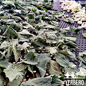 Yerbero - Stinging Nettle Leaf & Root Loose Tea 4oz (113 gr) | Urtica Dioica | Makes 30+ Cups | Wildcrafted, Stand Up Resealable Bag | Crafted By Nature100% All Natural, non-GMO, Gluten-free.