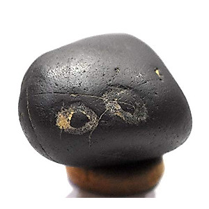 Rudrakshguru Matsya Shaligram - Gandaki River Nepal