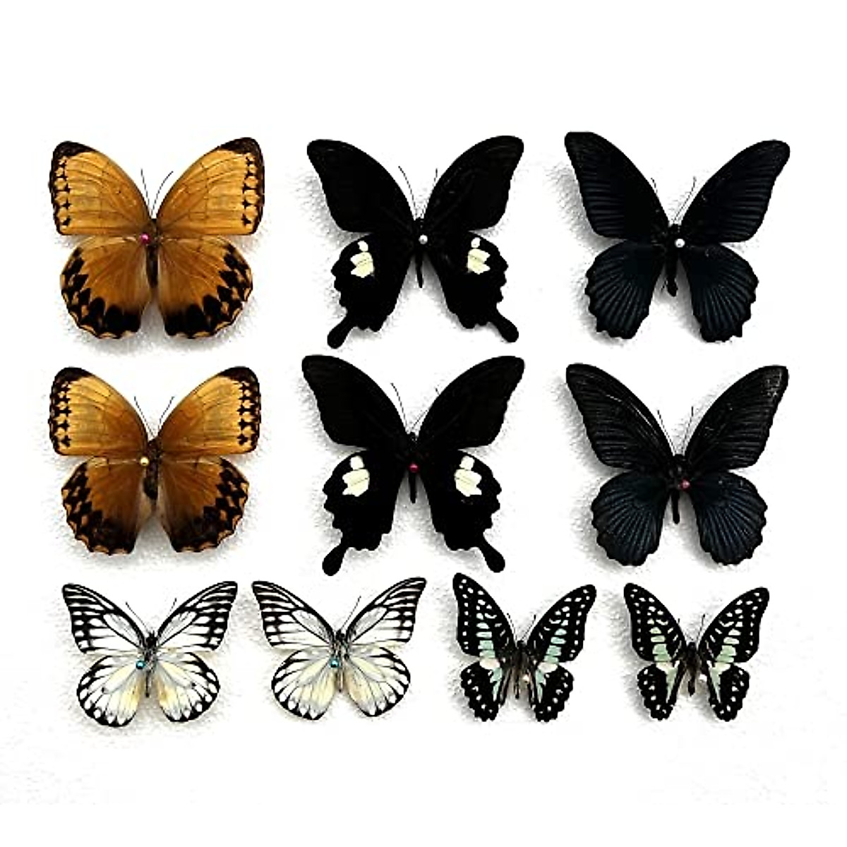 vinatimes Lot of 10 Real Assorted Butterfly Mounted Hawkmoth Sphingidae Moth Entomology Specimens Taxidermy Artwork Crafts UM01-XOE