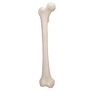 3B Scientific A35/1 Femur - 3B Smart Anatomy