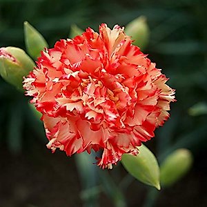 Outsidepride Dianthus Carnation Chabaud Avranchin Garden Cut Flower - 1000 Seeds