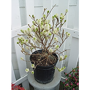 Fothergilla major 'Mt. Airy' (Fothergilla) Shrub, white flowers, #2 - Size Container