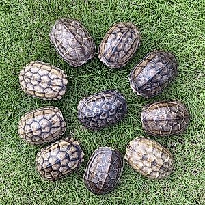 Unique Turtle Shell True Specimen Turtle Shell（ Reeves' Turtle） Taxidermy (1)