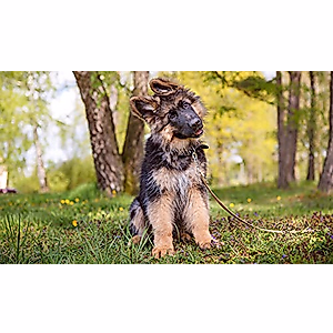 anti diarrhea for dogs - DOG DIGESTIVE AID PROBIOTICS - NATURAL APPROACH - SOLUTION TO BAD BREATH AND GAS - COUNTER DIARRHEA - dog probiotics natural - 1 Bottle (60 Treats)