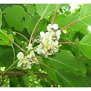 Ready 2 Grow 25 Live Bulbs Colocasia Esculenta Elephant Ear Taro Gabi Kalo Eddo