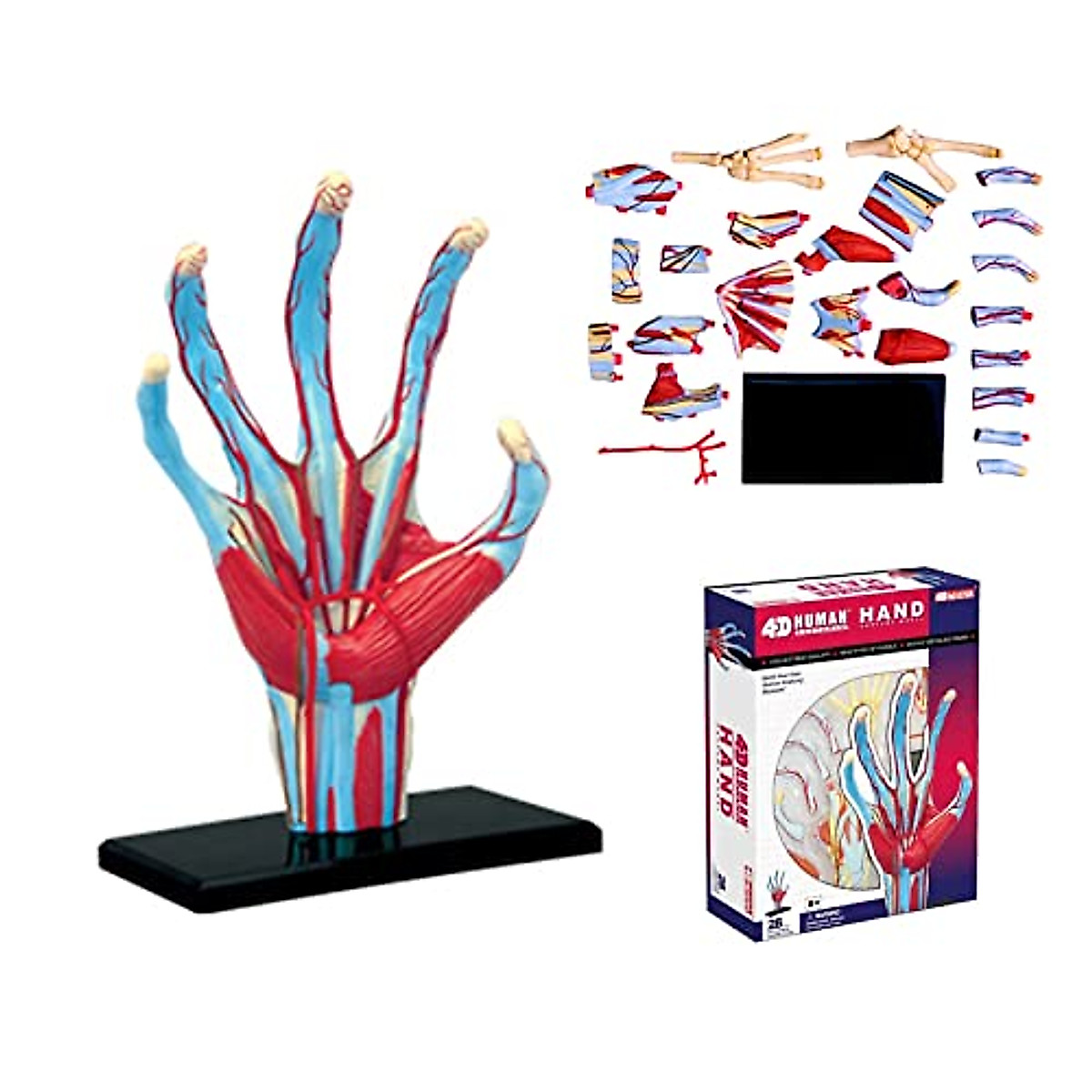 Human Hand Skeleton Model Anatomical Model Anatomy DIY Gift Children Puzzle Educational Model Internal Organs Model Human Hand Model Anatomical Models Of The Human Hand For Students Hand Anatomy Model