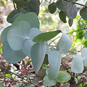 Eucalyptus Cinerea Seeds Silver Dollar Eucalyptus Distinctive Round, Silvery-Blue Leaves Fast-Growing Drought-Tolerant Adds Unique and Attractive Element to Gardens Landscapes 25Pcs by YEGAOL Garden