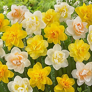 Daffodil, Narcissus Double Mix, (25 Bulbs) Top Size 14/16 cm. Shipping Now !