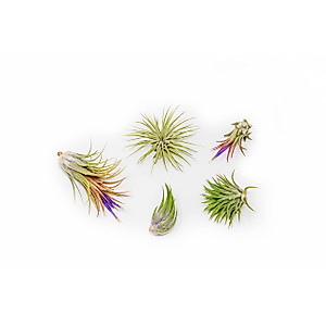 5 Pack Ionantha Air Plants Live Tillandsia Succulent Air Plant - Available in Wholesale and Bulk - Home and Garden Decor - Easy Care Indoor and Outdoor Plants Holders