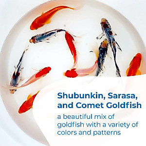 Toledo Goldfish Live Shubunkin, Sarasa, and Comet Goldfish Combo, Live Fish with a Variety of Colors and Patterns - Perfect for Ponds, Tanks, and Aquariums - 3-4 Inches, 2 of Each, 6 Total Count