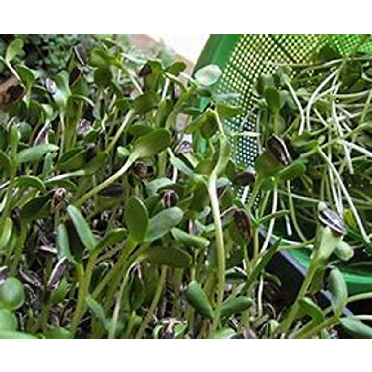 Sunflower Sprouting Seed, Non GMO -4 oz - Country Creek Acre Brand - Sunflower Seed for Sprouts, Garden Planting, Cooking, Soup, Emergency Food Storage, Gardening, Juicing, Cover Crop