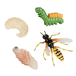 Colcolo 4Pieces Wasp Life Cycle Toy Figures Educational Children's Preschool Props