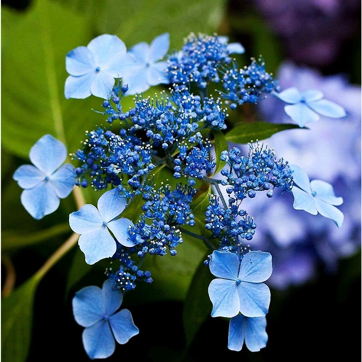 10 Pcs Mixed Color Multicolor Hydrangea Macrophylla Seed Bonsai Flower Plant Wedding Seeds