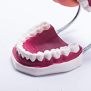 Easyinsmile Mouth Model for Speech Therapy 6 Times Enlarge Dental Tooth Brushing Model with Tube Bent Teeth Care