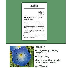 Burpee Heavenly Blue Morning Glory Seeds 150 seeds