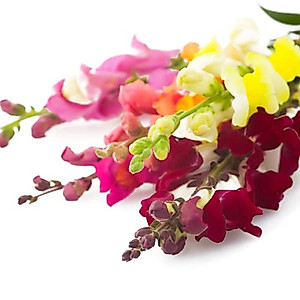 Park Seed Night and Day Snapdragon Seeds, Pack of 100 Seeds