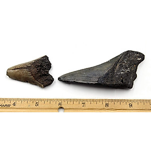 Megalodon Teeth Lot of 6 Fossils w/6 info Cards Shark #15666 25o