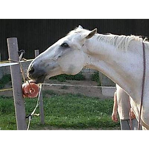 Himalayan Mineral Salt Lick (2-4 lbs on a Rope 100% Natural Product | Salt Block for Horses, Deer, Goats, Cattle, Rabbits | Vermont Salt & Stone (2-4 lbs on a Rope)