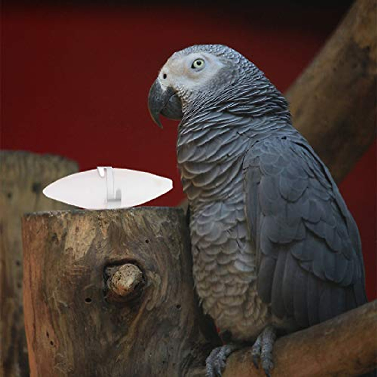 Balacoo 12pcs Bird Cuttlebone for Parakeets Natural Cuddle Bone with Metal Holder Chewing Cuttlefish Bone for Sharp Beaks Natural Birds Calcium Suitable for Parrot Cockatiels White