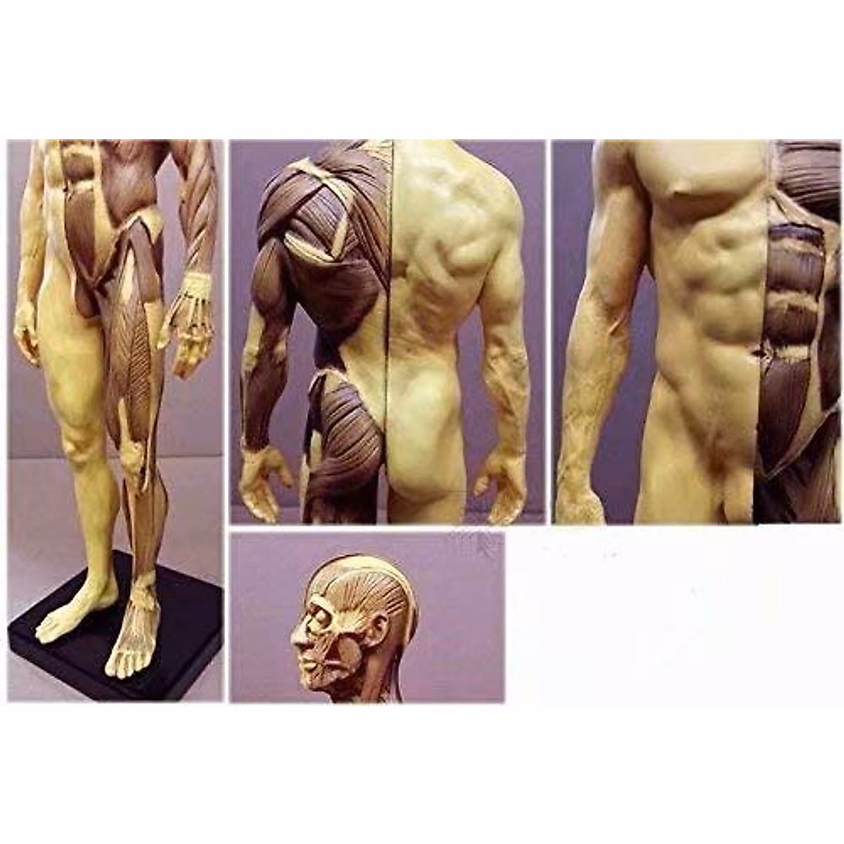 ALKITA 30CM Human Anatomical Anatomy Skull Head Body Muscle Bone Resin Model Male Golden