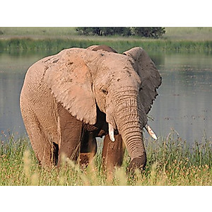 Nikon Coolpix P900 Super Zoom Camera - New