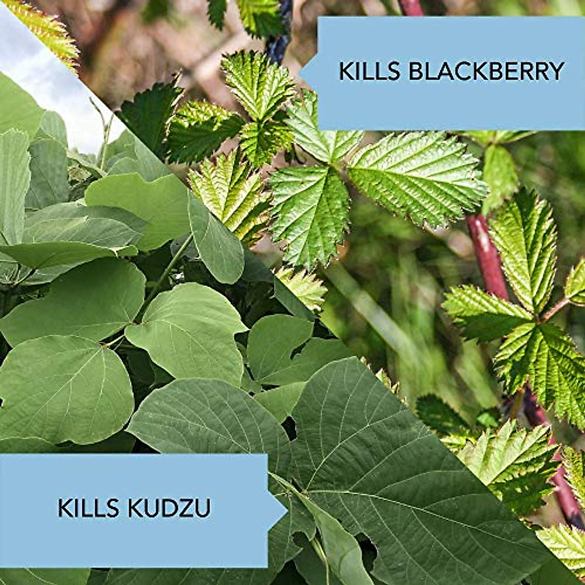 BioAdvanced Brush Killer Plus, Ready-to-Spray, 32 oz – Kills Tough Brush Roots & All, Kills Poison Ivy
