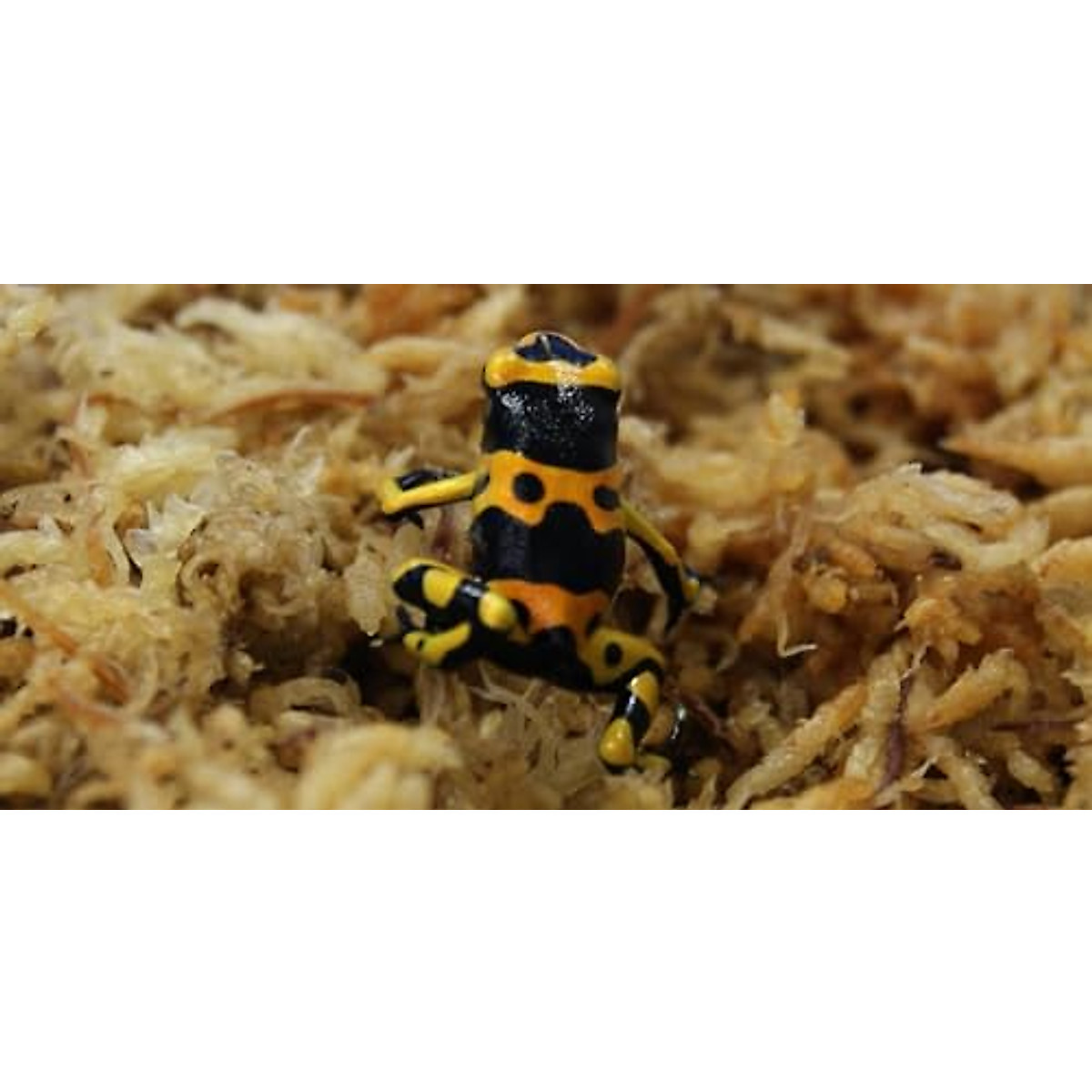 besgrow Premium New Zealand Sphagnum Moss, 100g (8L When Hydrated) - Harvested Sustainably from The Pristine West Coast of New Zealand's South Island