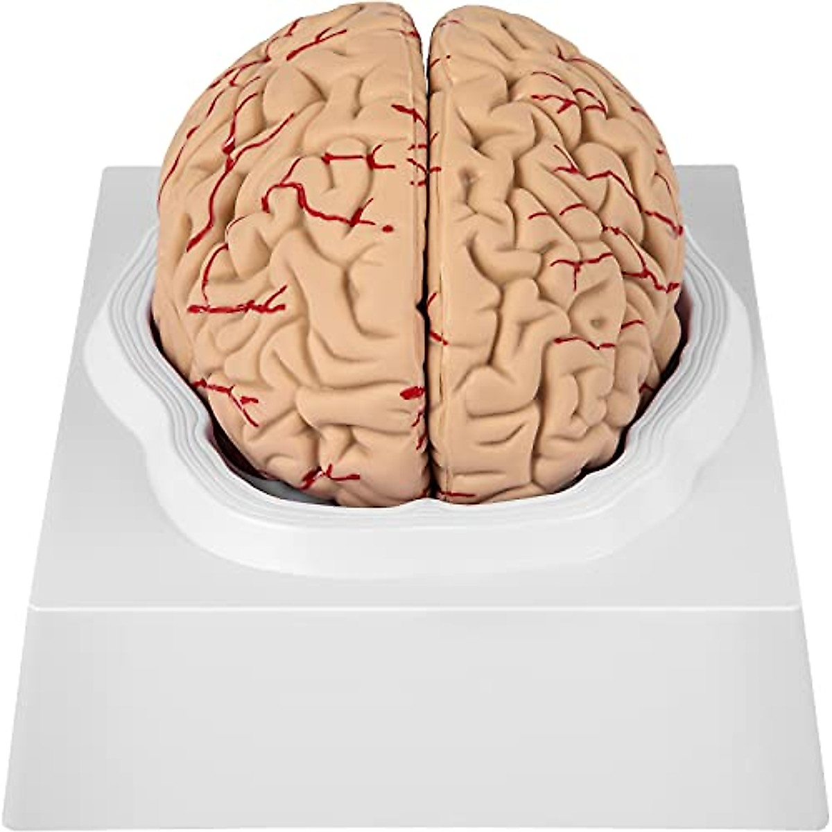 VEVOR Human Brain Model - 9-Part Anatomy Tool