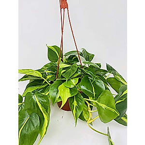 Brazil Philodendron 6" Hanging Basket - Low Light - Easy