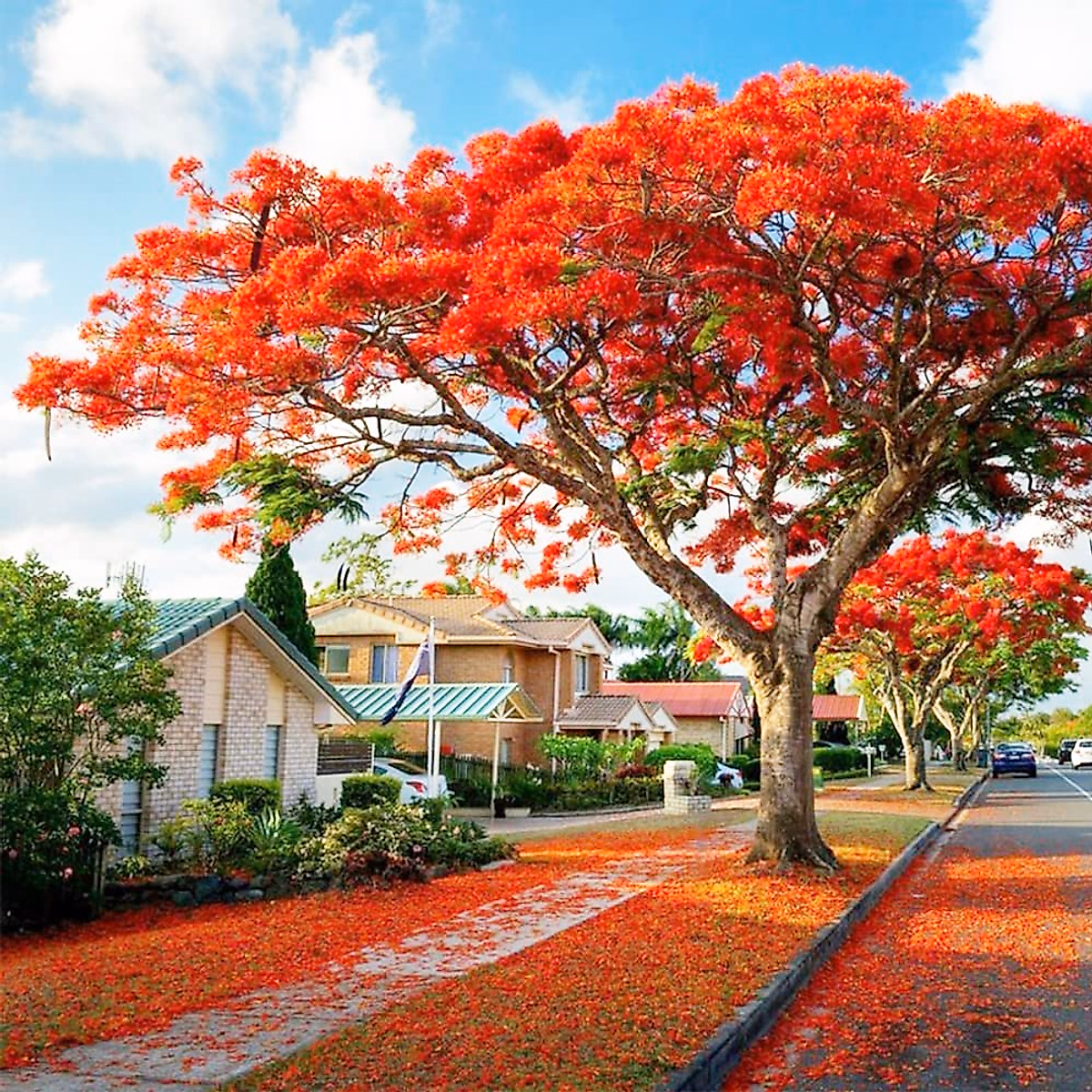 QAUZUY GARDEN 10 Flamboyant (Royal Poinciana) Delonix Regia Flame Tree Seeds, Non-GMO Heirloom Tree Seed, Striking Perennial Exotic Tropical Bonsai Accent Tree