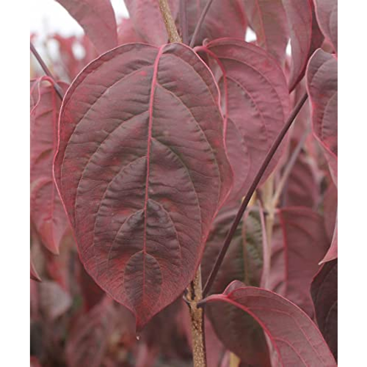 TriStar Plants - Flowering Dogwood Cherokee Brave - 1 Gallon, 4'ft Tall - Rooted Established Pot - ornus Florida 'Comco No. 1, Fast Growing Tree, Spring Flowers