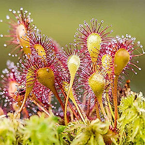 QAUZUY GARDEN 200 Mixed Drosera Sundew Seeds - Premium Carnivorous Plant Seeds - Hardy Heat Tolerant - Rare Perennial Tropical Exotic Plant for Home Garden Outdoor