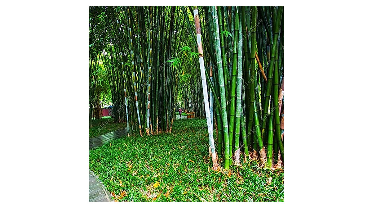Grow Moso Bamboo: Hardy Privacy Screen & Edible Shoots