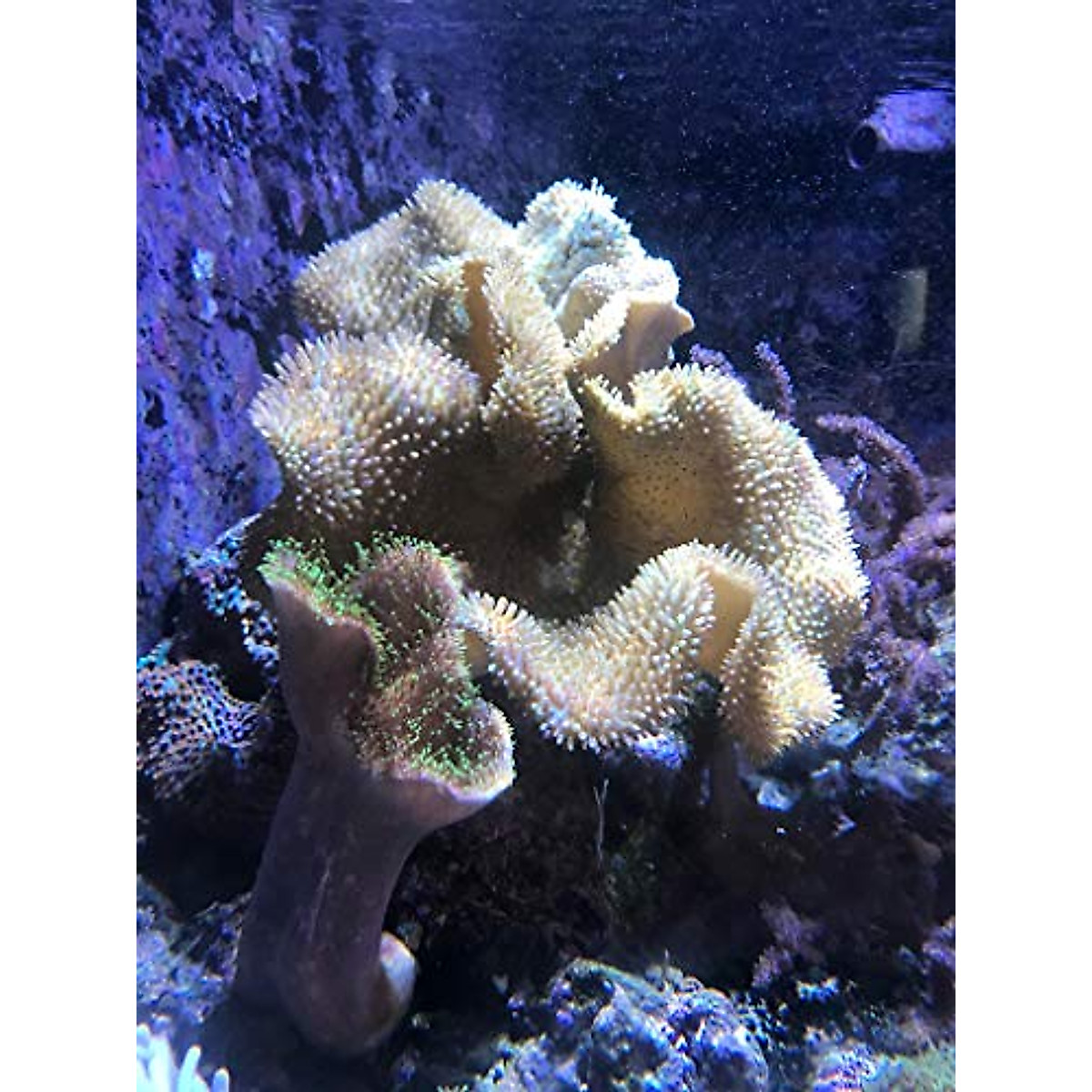 Reef Phytoplankton, 500 mL / 16.9 fl. oz.