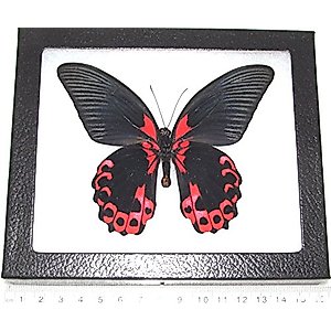 BicBugs Papilio rumanzovia Verso Real Framed Butterfly Pink RED