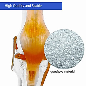 Veipho Knee Model, Flexible Knee Joint Model with Ligament and Stand, Life Size Human Knee Joint Model, Knee Anatomy Model, Human Knee Joint Model for Learning, Demonstrating