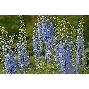 Larkspur Rocket Light Blue Flower Seeds, 250+ Seeds Per Packet, (Isla's Garden Seeds), Non GMO & Heirloom Seeds, Botanical Name: Consolida ajacis, Great Home Garden Gift