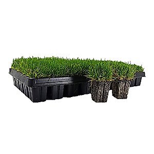 Zoysia Plugs - 50 Large Grass Plugs - Drought Tolerant, Low Maintenance EZPLug
