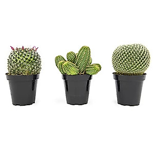 Altman Plants, Assorted Cactus Plants Live Plants (3PK), Cactus Plant Live Succulents Plants Live Cactus Decor, Indoor Plants Live House Plants in Cactus Soil, Live Cacti Plants Live Succulent Plants