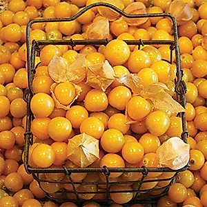Cape Gooseberry Ground Cherry Seeds - Hundreds of Fruit on Each Plant. (100 - Seeds)