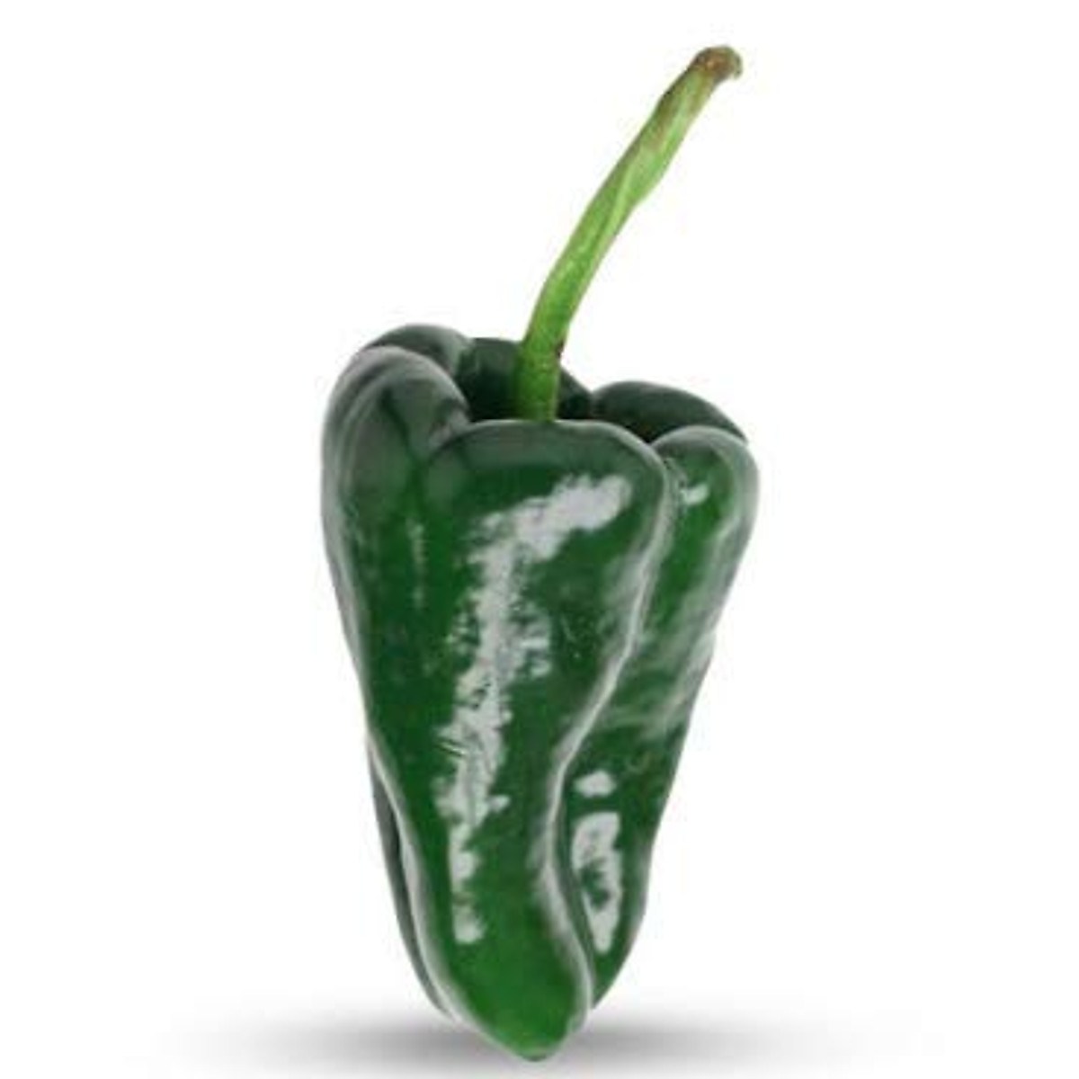 Poblano Ancho Grande Hot Chile Pepper Seeds for Planting, 50+ Heirloom Seeds Per Packet, (Isla's Garden Seeds), Non GMO, Botanical Name: Capsicum annuum, Great Home Garden Gift