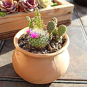 Cactus Plants (Mix of 3), Mammillaria Cactus Plants Live in Cactus Soil, Opuntia Cactus Live Plants, Cacti Plants Live, Cactus Décor Succulents, Cacti Décor Drought Tolerant Plants by Plants for Pets