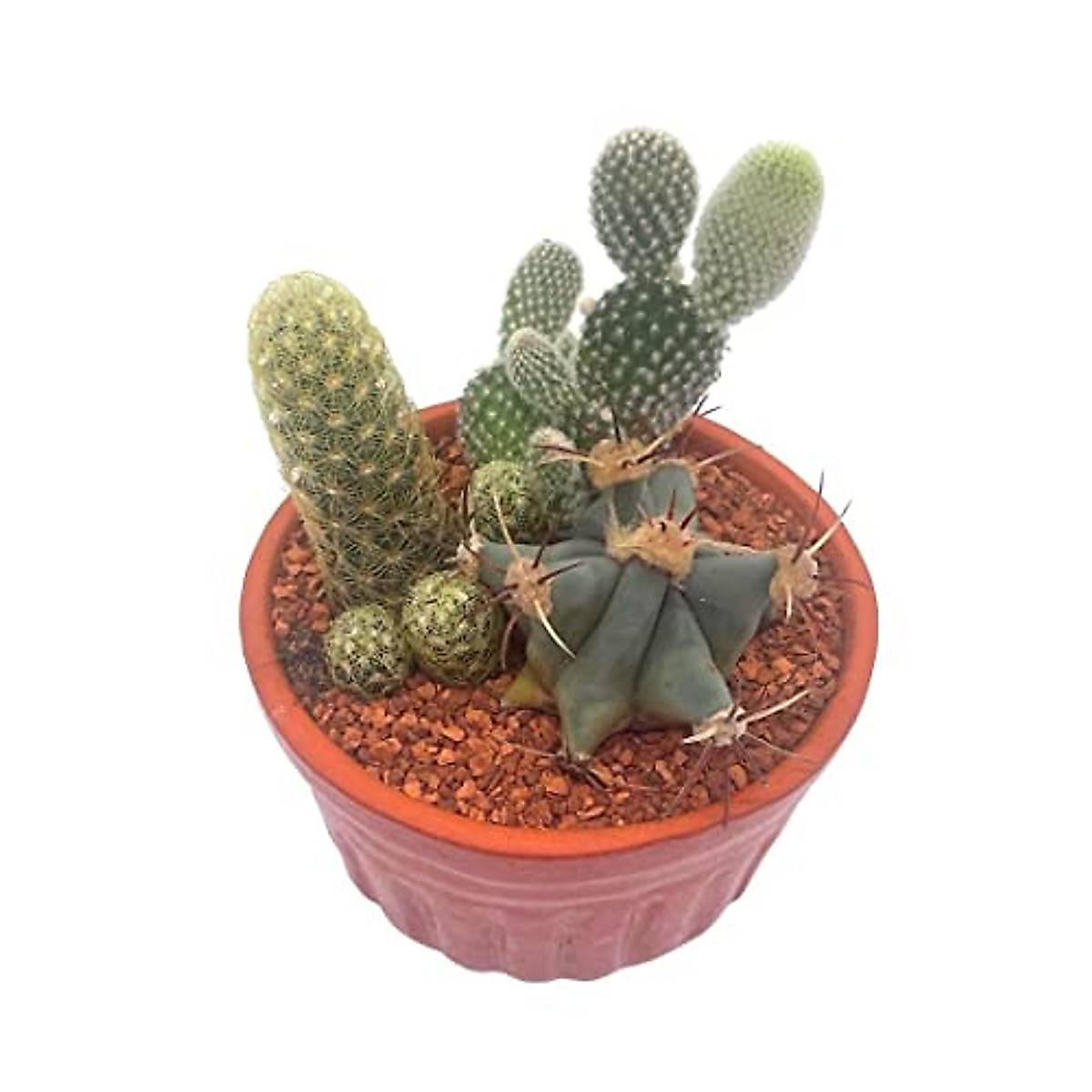 Cactus Garden, 3 Different Cacti in a 4 inch Terracotta Ceramic Pot, Dish Liner, Assorted Cacti, Variety Assortment, House Plant Gift
