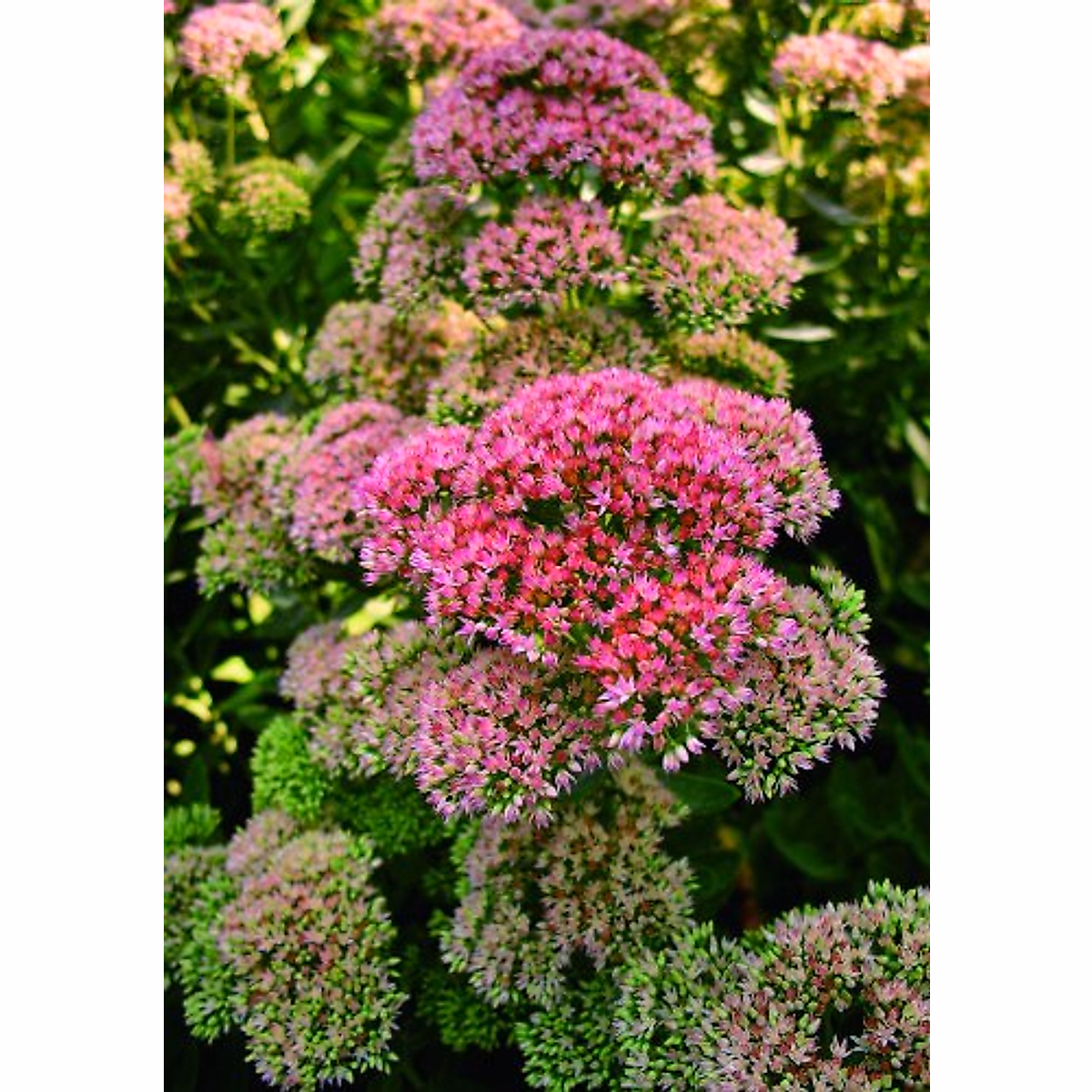 Sigma DP1x 14MP FOVEON CMOS Sensor Digital Camera and 2.5 Inch LCD