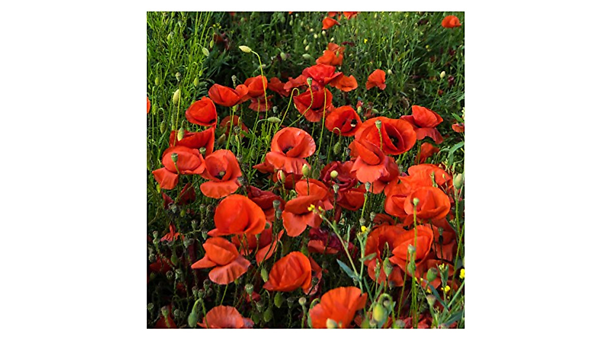 100,000+ Red Poppy Seeds for Vibrant Gardens