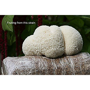 Root Mushroom Farm-Mushroom Liquid Cultures/Lion's Mane(Hericium erinaceus)