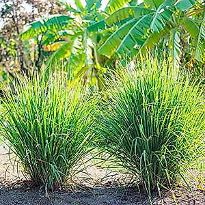 YEGAOL Garden 125Pcs Lemongrass Seeds Cymbopogon Citratus Edible Ornamental Cooking Fast-Growing Fragrant Drought Tolerant Perennial Annual Potted Patio Border Garden Plant Herb Seeds