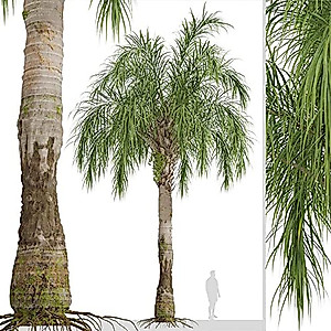 CHUXAY GARDEN Syagrus Romanzoffiana,Queen Palm,Cocos Palm 5 Seeds Elegant Evergreen Palm Long-Lived Hardy Tree Great for Specimen or Street Tree