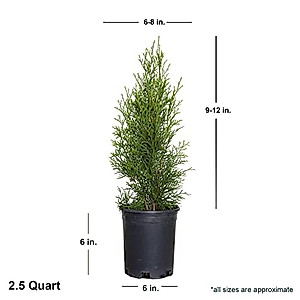 2.5 Qt - Emerald Green Arborvitae (Thuja Occidentalis), Large Evergreen Shrub/Tree